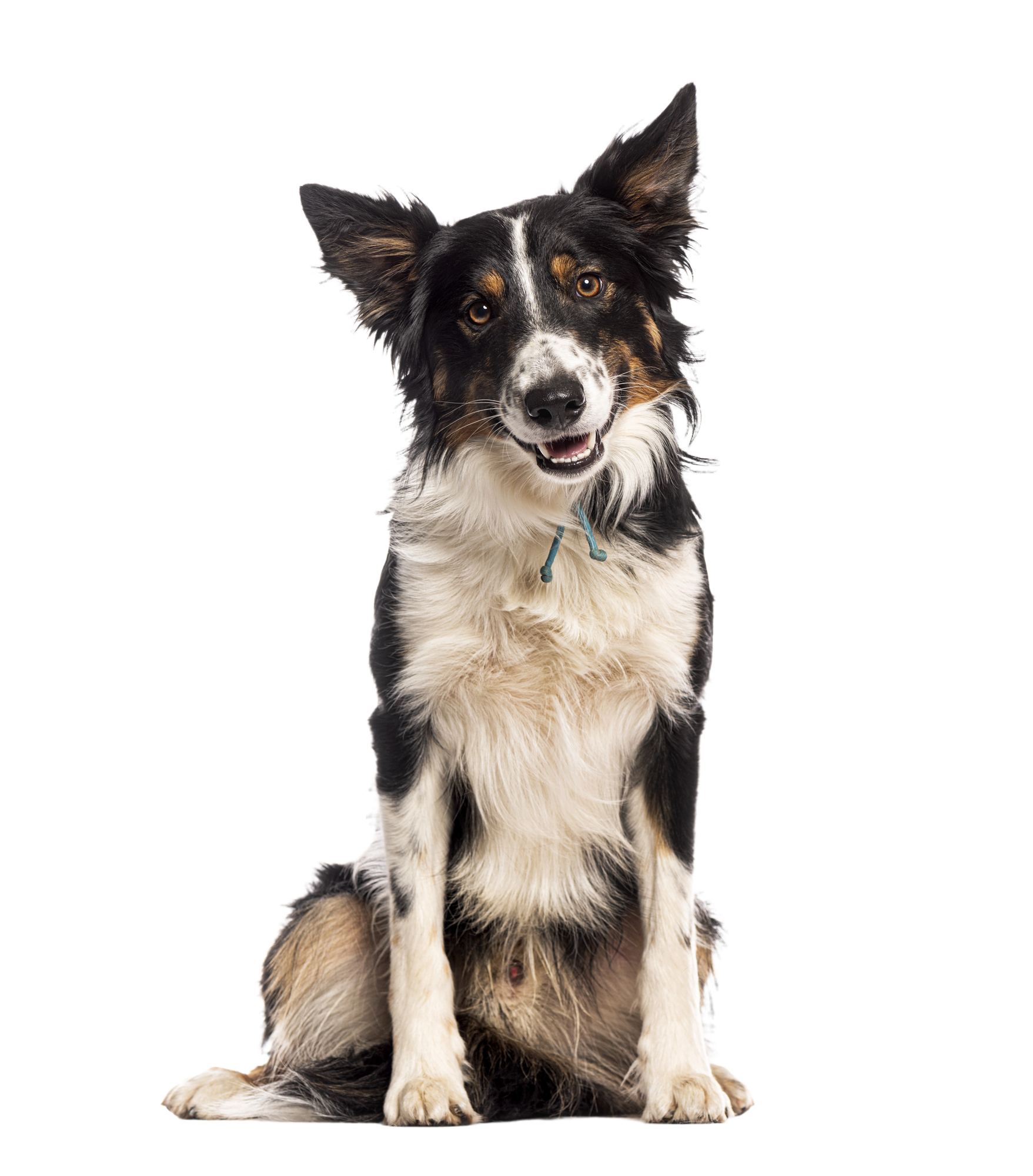 Dogs – PetX - Online